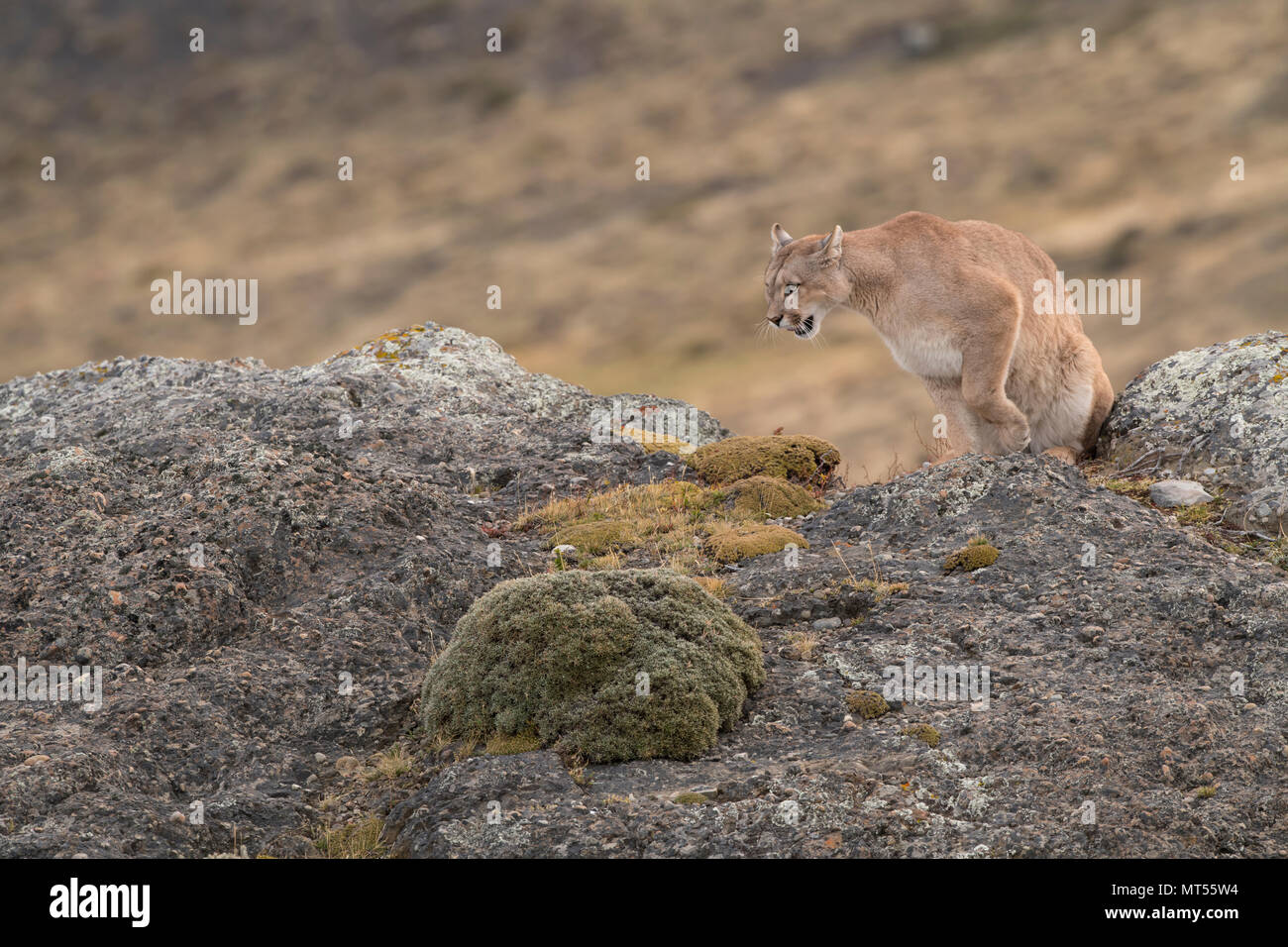 Wild puma in Patagonia Stock Photo - Alamy