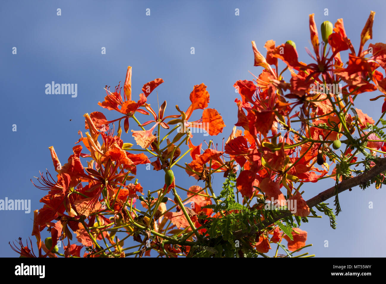 Close up Red Flamboyant flower,The Flame Tree , Royal Poinciana Stock ...