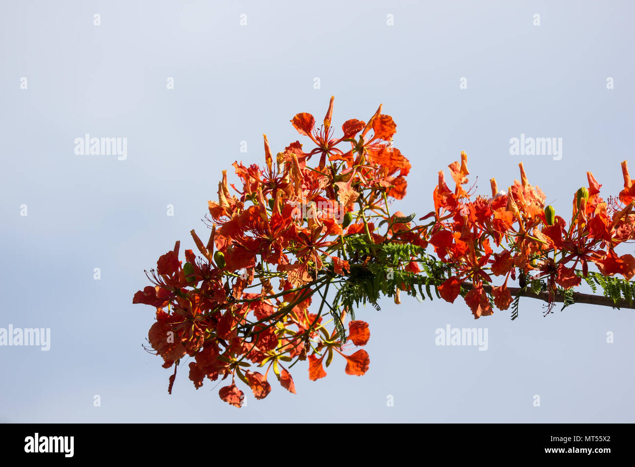 Close up Red Flamboyant flower,The Flame Tree , Royal Poinciana Stock ...