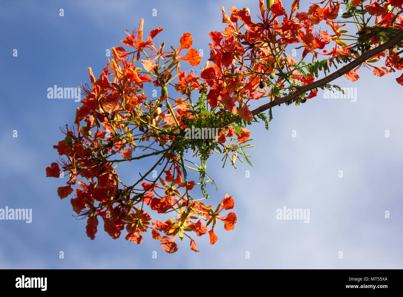 Close up Red Flamboyant flower,The Flame Tree , Royal Poinciana Stock ...