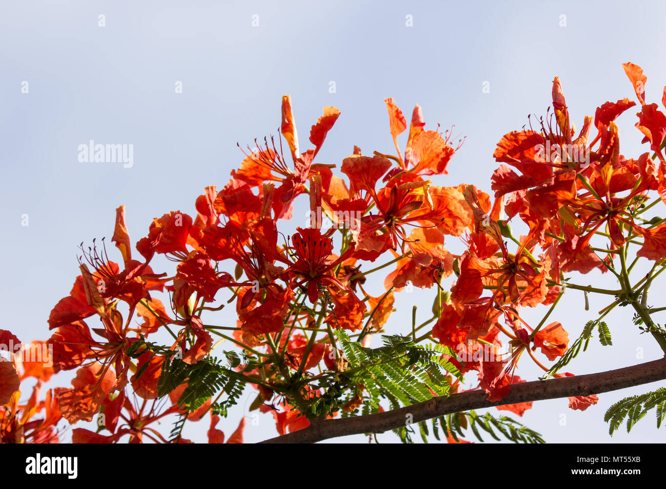 Close up Red Flamboyant flower,The Flame Tree , Royal Poinciana Stock ...