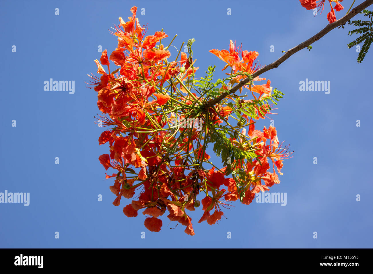 Close up Red Flamboyant flower,The Flame Tree , Royal Poinciana Stock ...