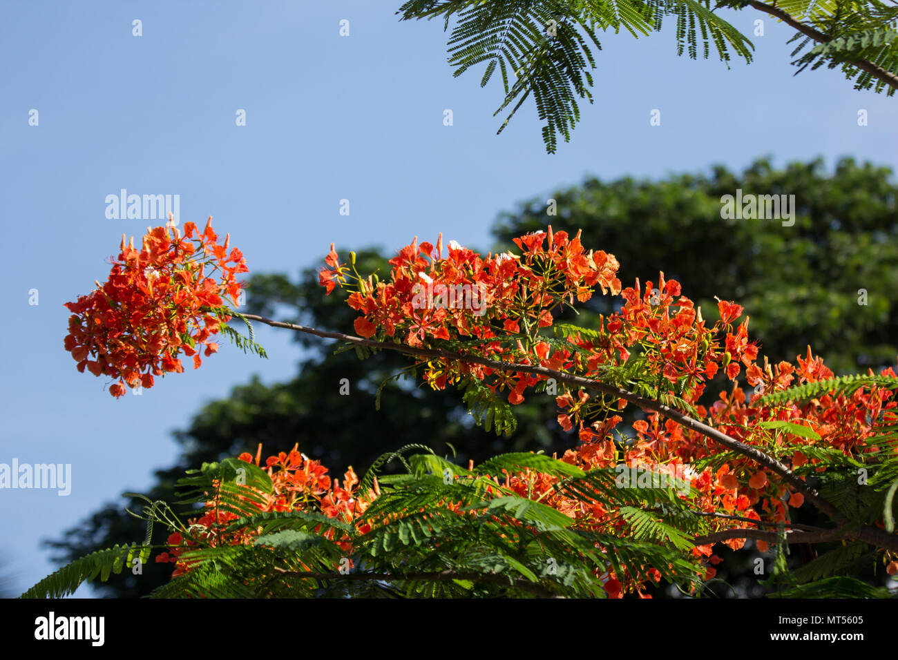 Close up Red Flamboyant flower,The Flame Tree , Royal Poinciana Stock ...