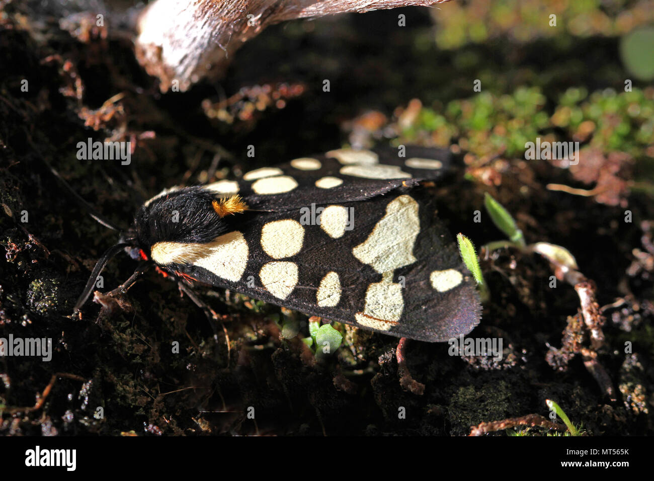 cream-spot tiger moth or cream spot close-up Latin name arctia villica ...