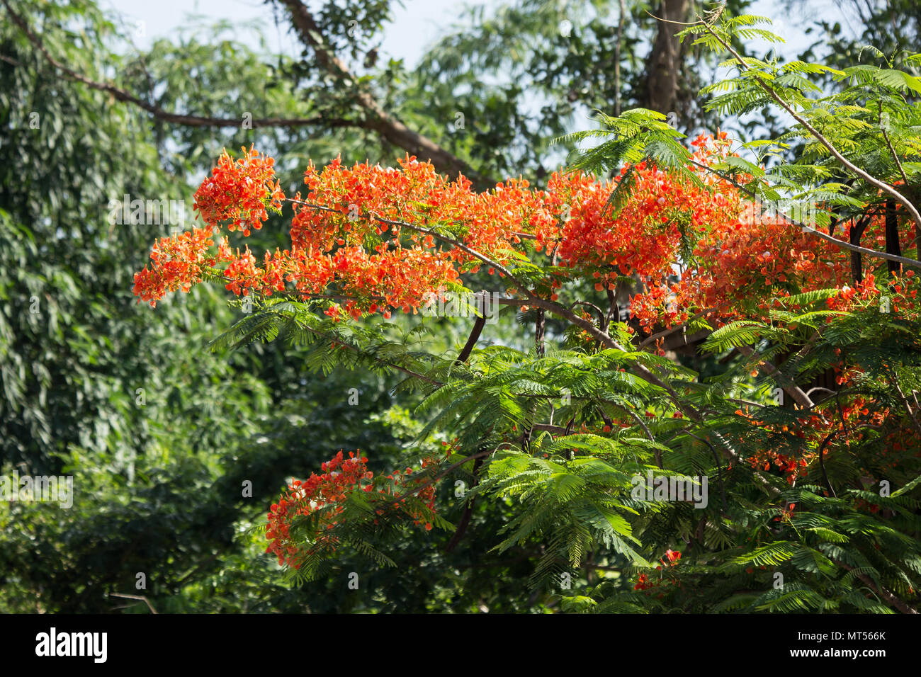 Close up Red Flamboyant flower,The Flame Tree , Royal Poinciana Stock ...