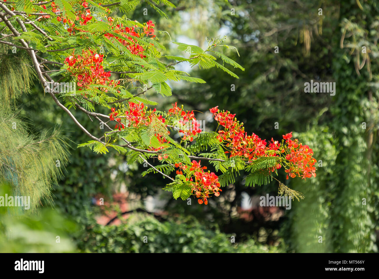 Close up Red Flamboyant flower,The Flame Tree , Royal Poinciana Stock ...