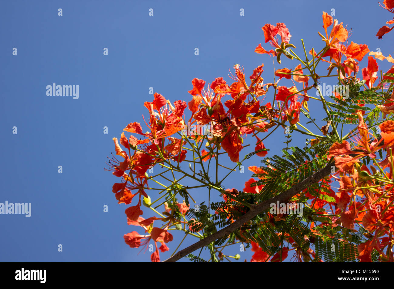Close up Red Flamboyant flower,The Flame Tree , Royal Poinciana Stock ...
