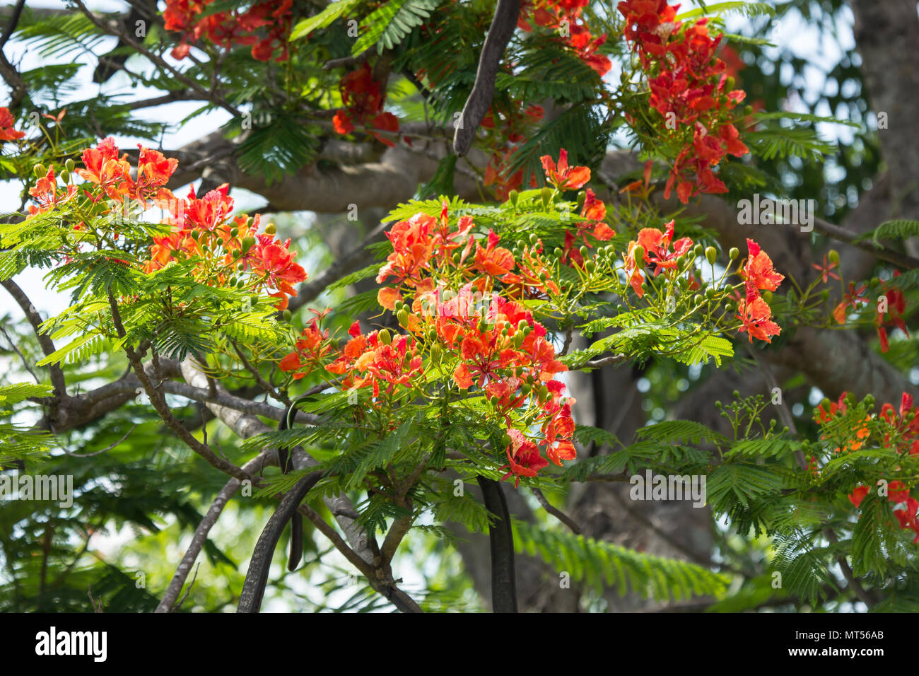 Close up Red Flamboyant flower,The Flame Tree , Royal Poinciana Stock ...