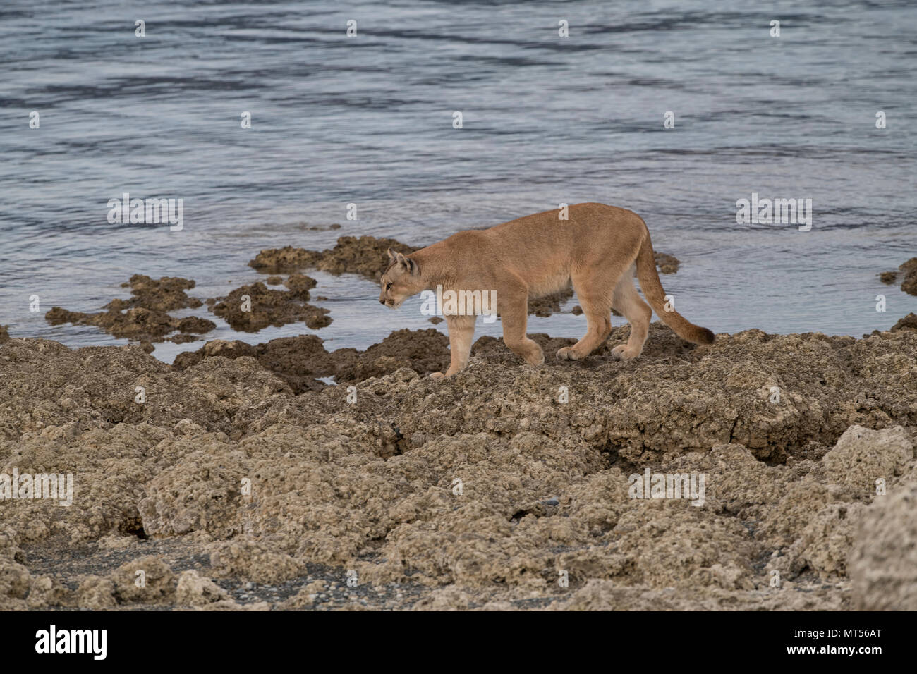 Wild puma in Patagonia Stock Photo - Alamy