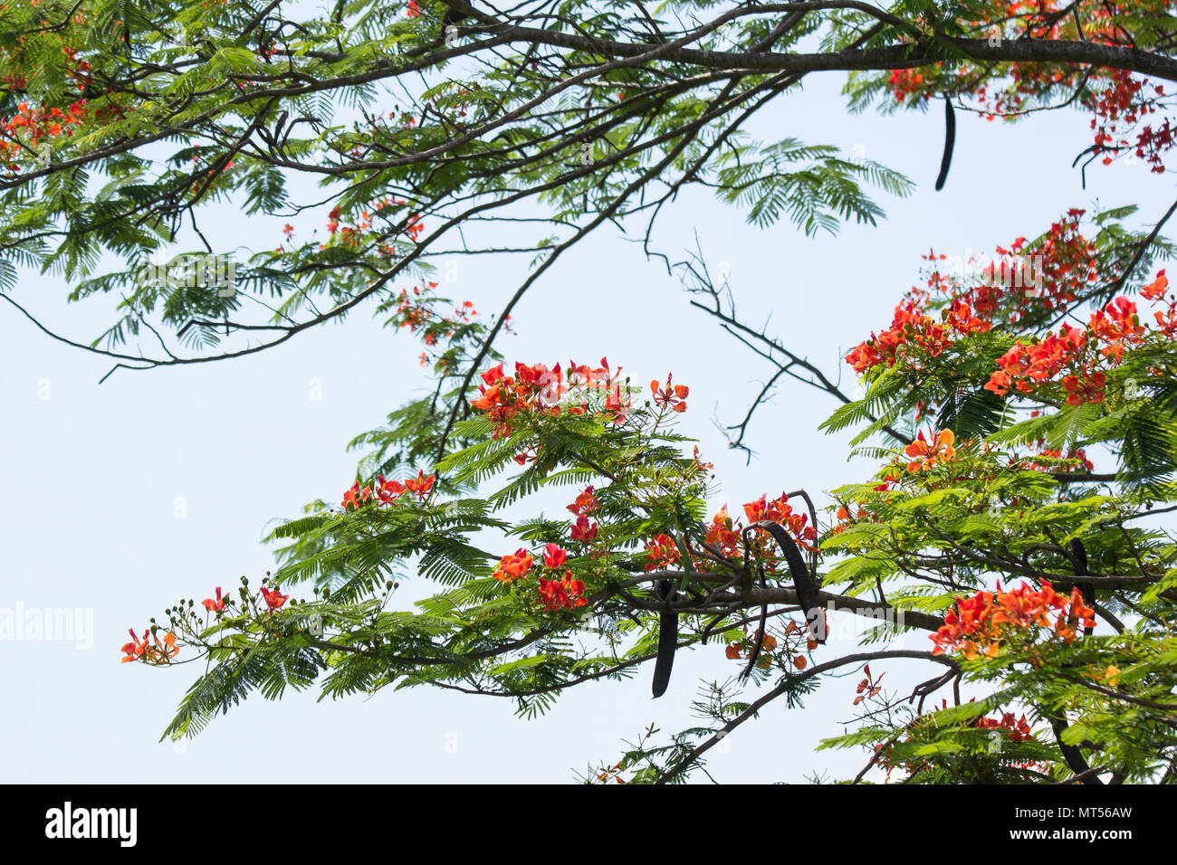 Close up Red Flamboyant flower,The Flame Tree , Royal Poinciana Stock ...