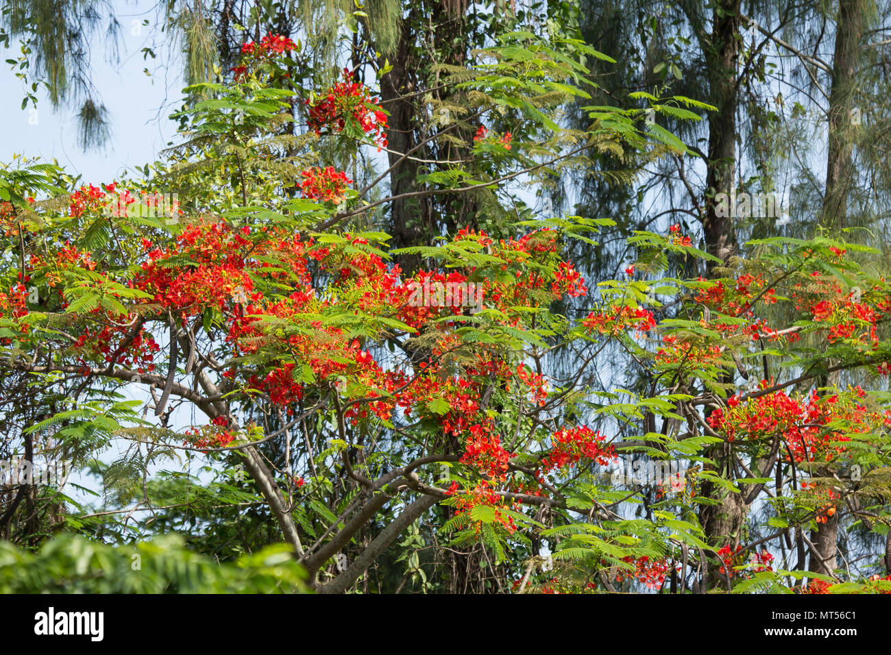 Close up Red Flamboyant flower,The Flame Tree , Royal Poinciana Stock ...