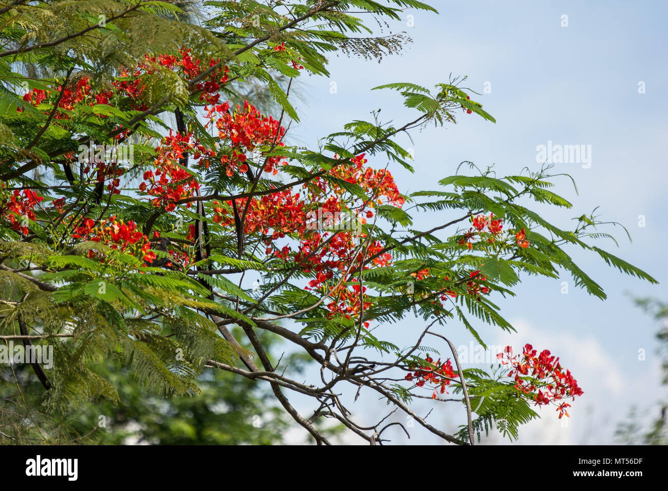 Close up Red Flamboyant flower,The Flame Tree , Royal Poinciana Stock ...