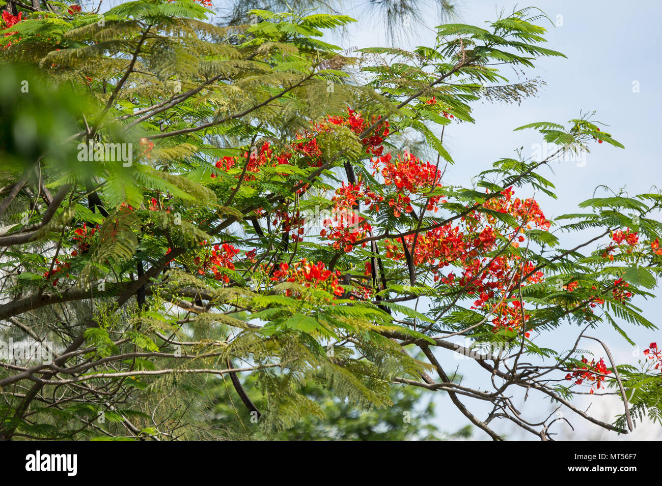 Close up Red Flamboyant flower,The Flame Tree , Royal Poinciana Stock ...