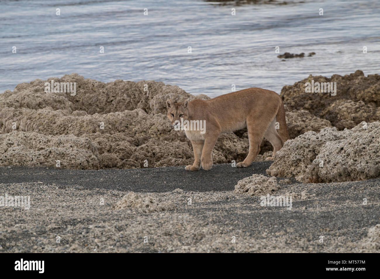 Wild puma in Patagonia Stock Photo - Alamy
