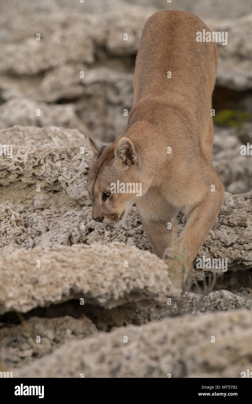 Wild puma in Patagonia Stock Photo - Alamy