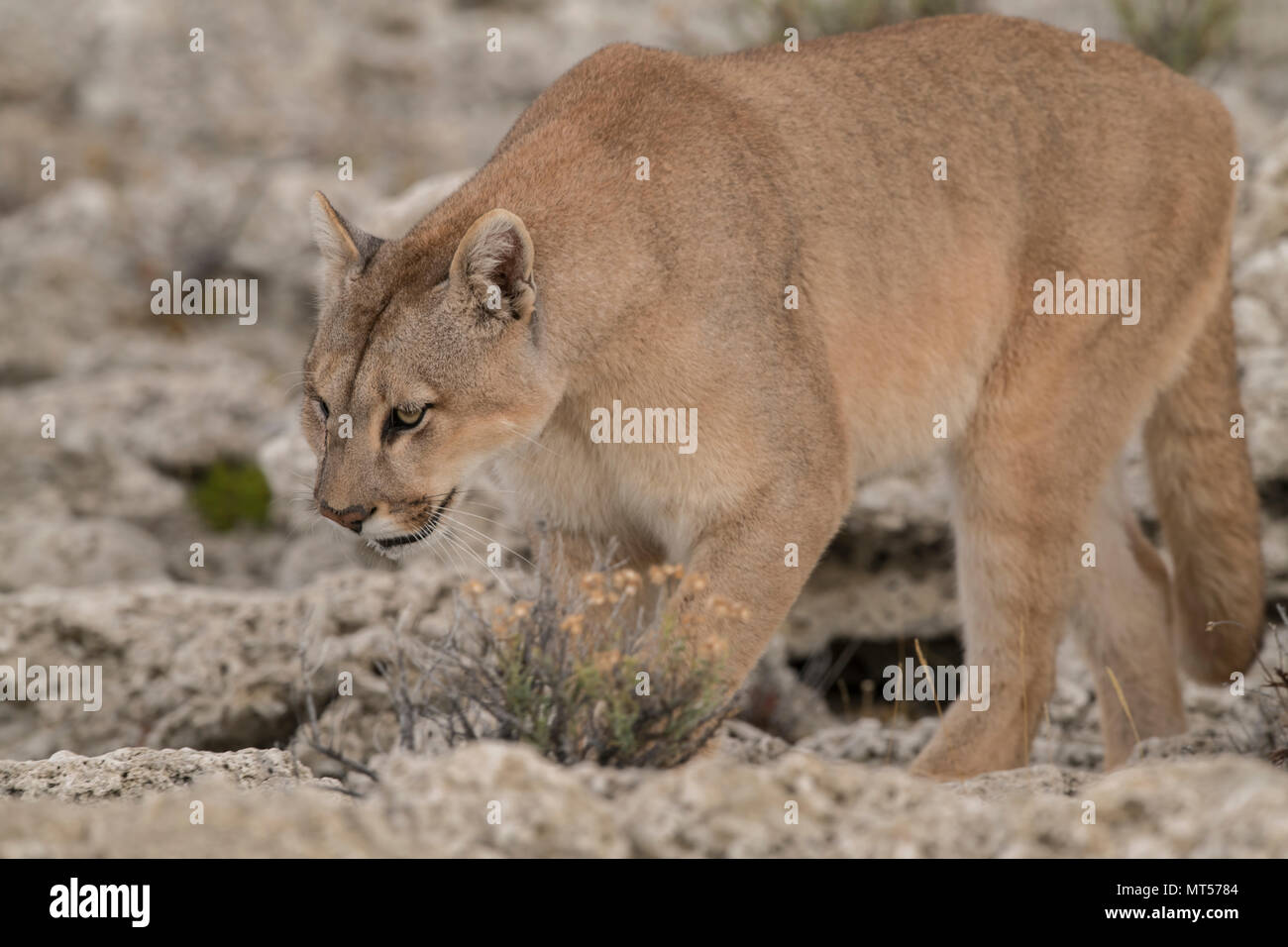 Wild puma in Patagonia Stock Photo - Alamy