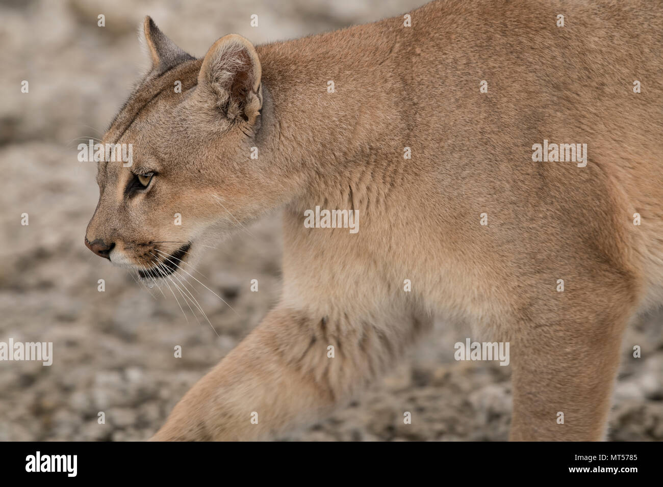 Wild puma in Patagonia Stock Photo - Alamy
