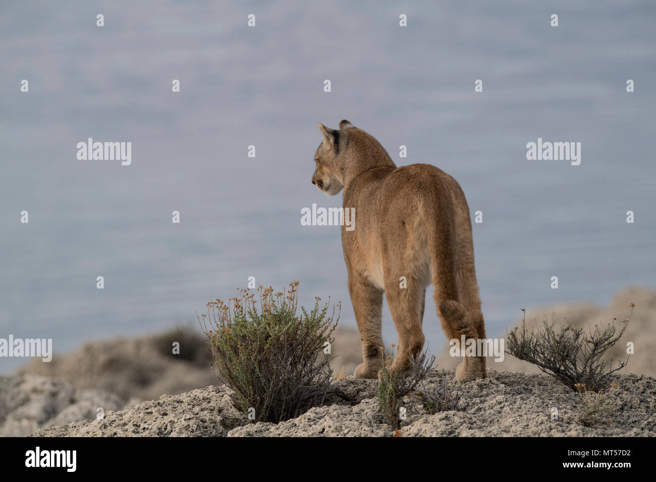 Wild puma in Patagonia Stock Photo - Alamy