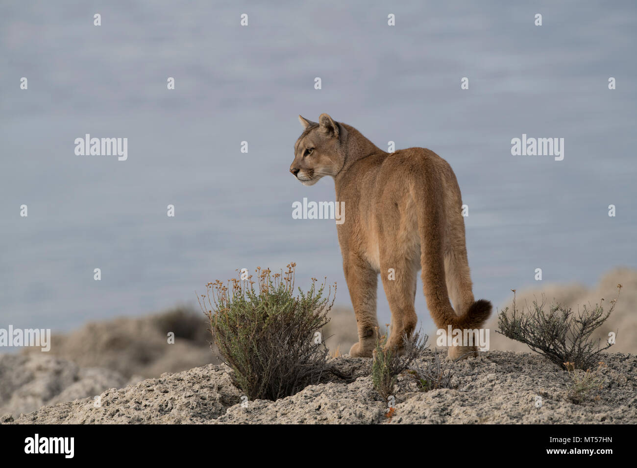 Wild puma in Patagonia Stock Photo - Alamy