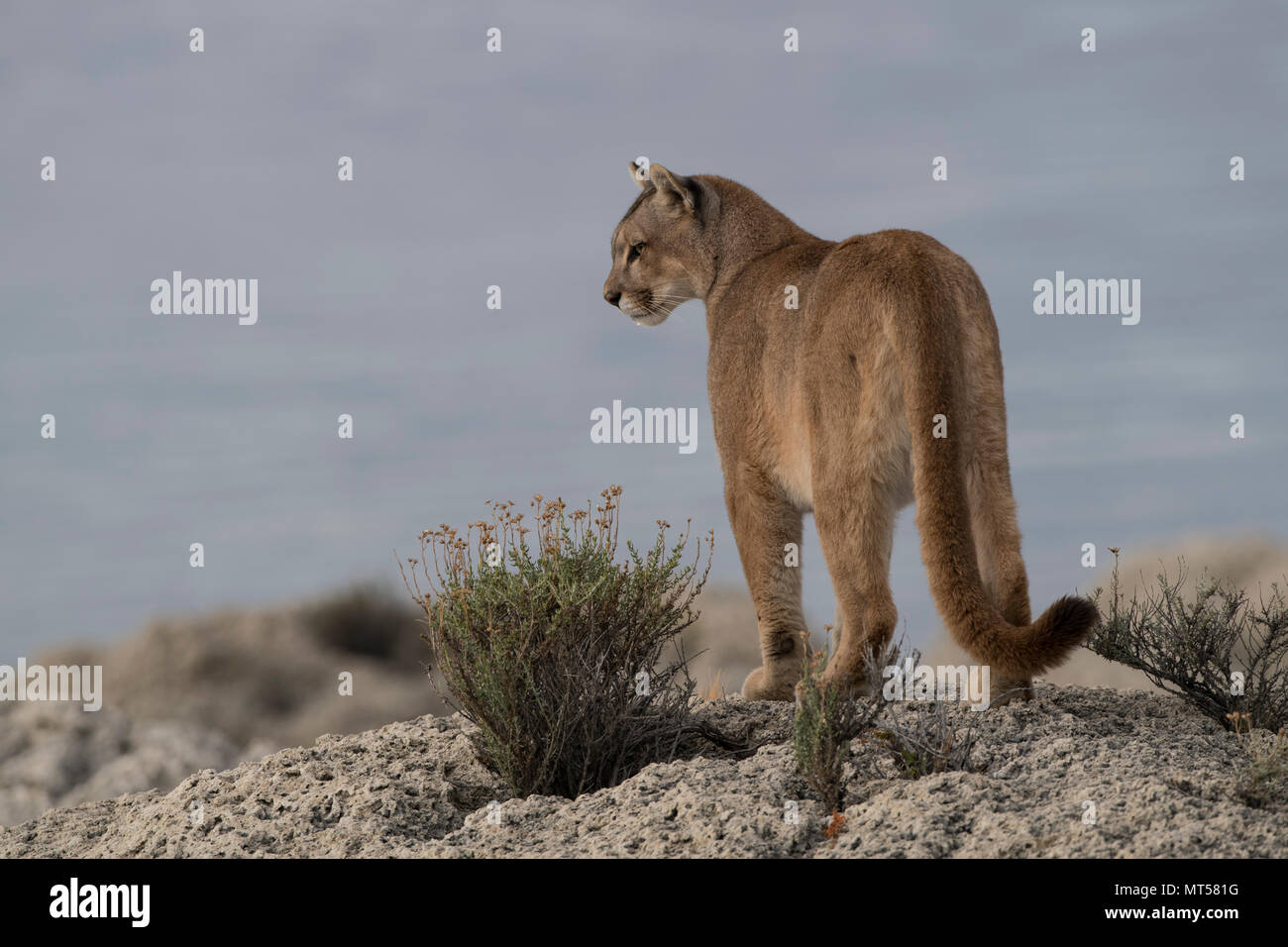 Wild puma in Patagonia Stock Photo - Alamy