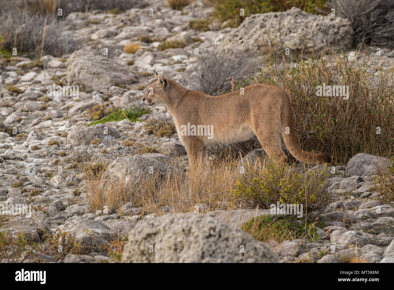 Wild puma in Patagonia Stock Photo - Alamy