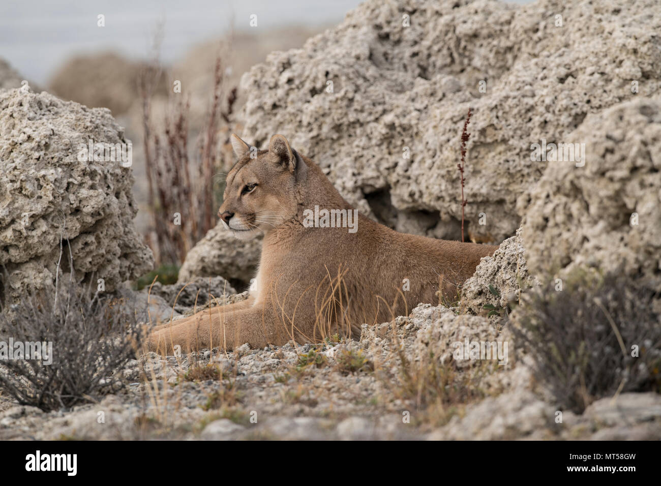 Wild puma in Patagonia Stock Photo - Alamy