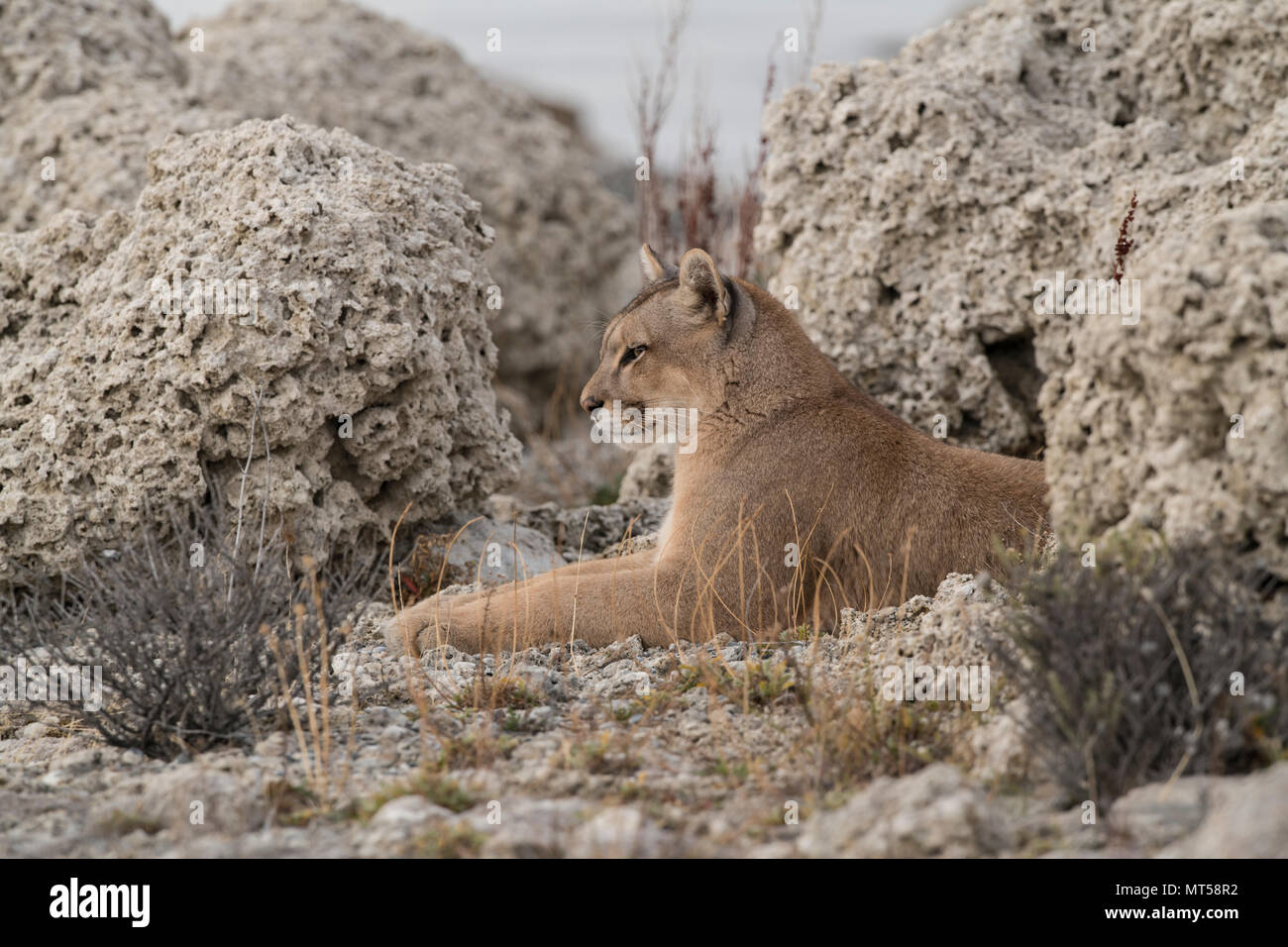 Wild puma in Patagonia Stock Photo - Alamy
