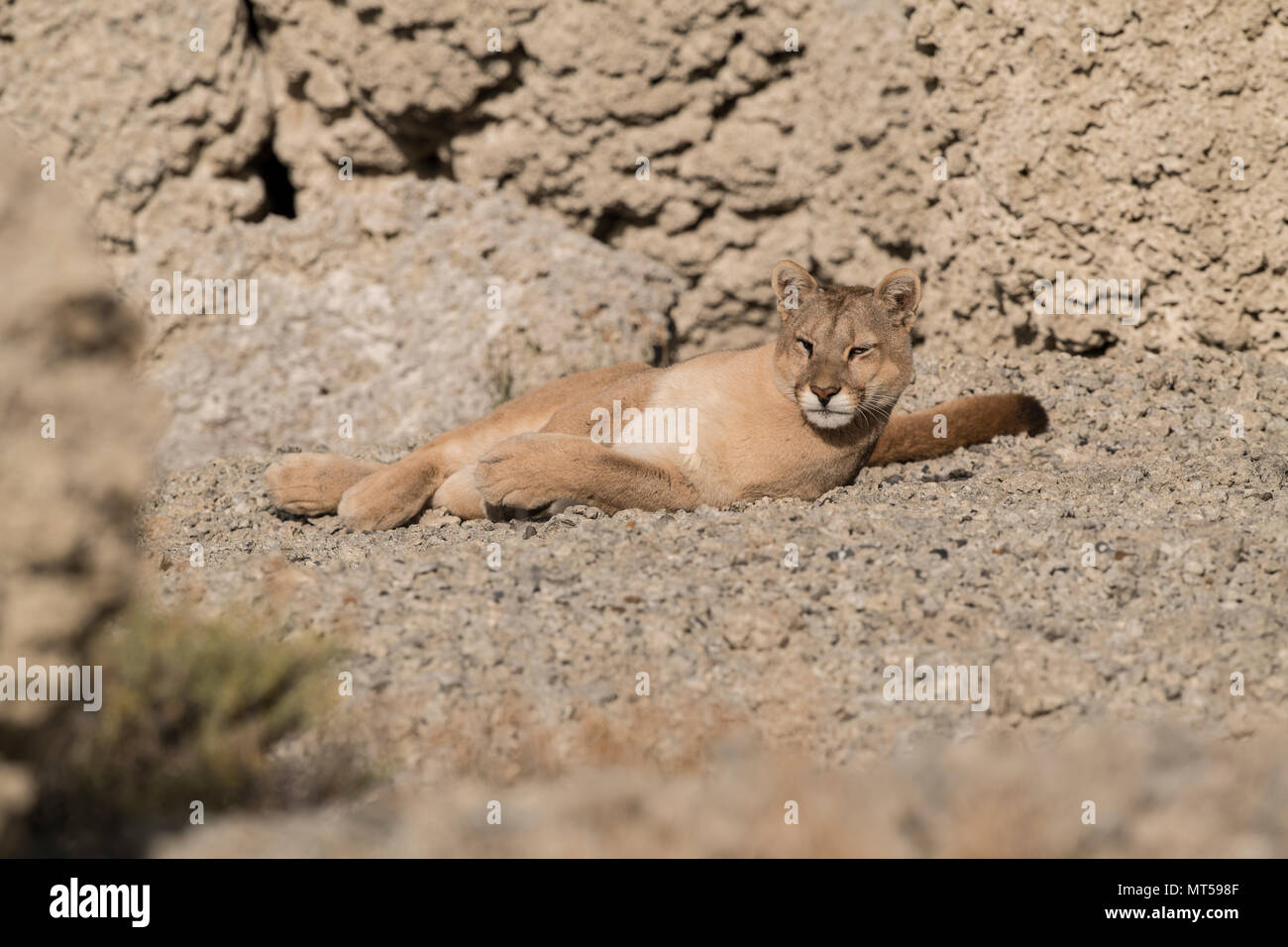 Wild puma in Patagonia Stock Photo - Alamy