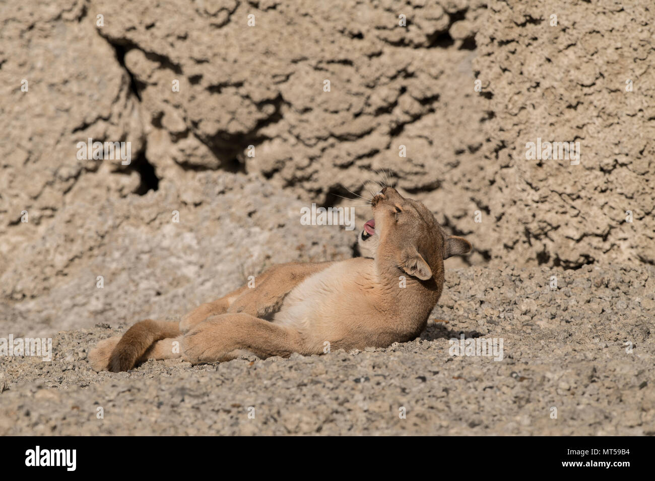 Puma yawning hi-res stock photography and images - Alamy