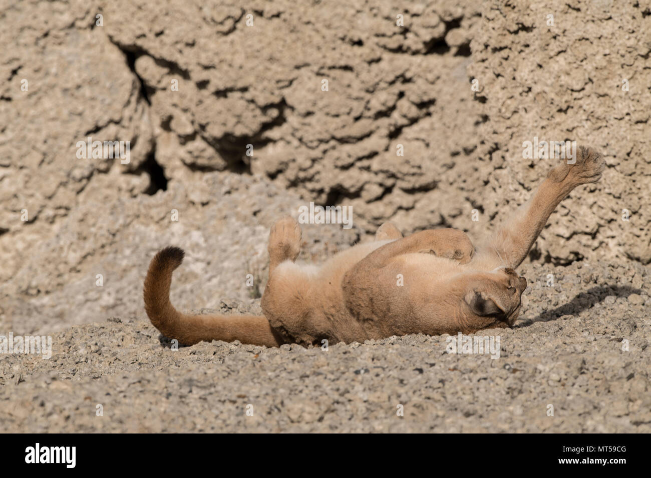 Wild puma in Patagonia Stock Photo - Alamy