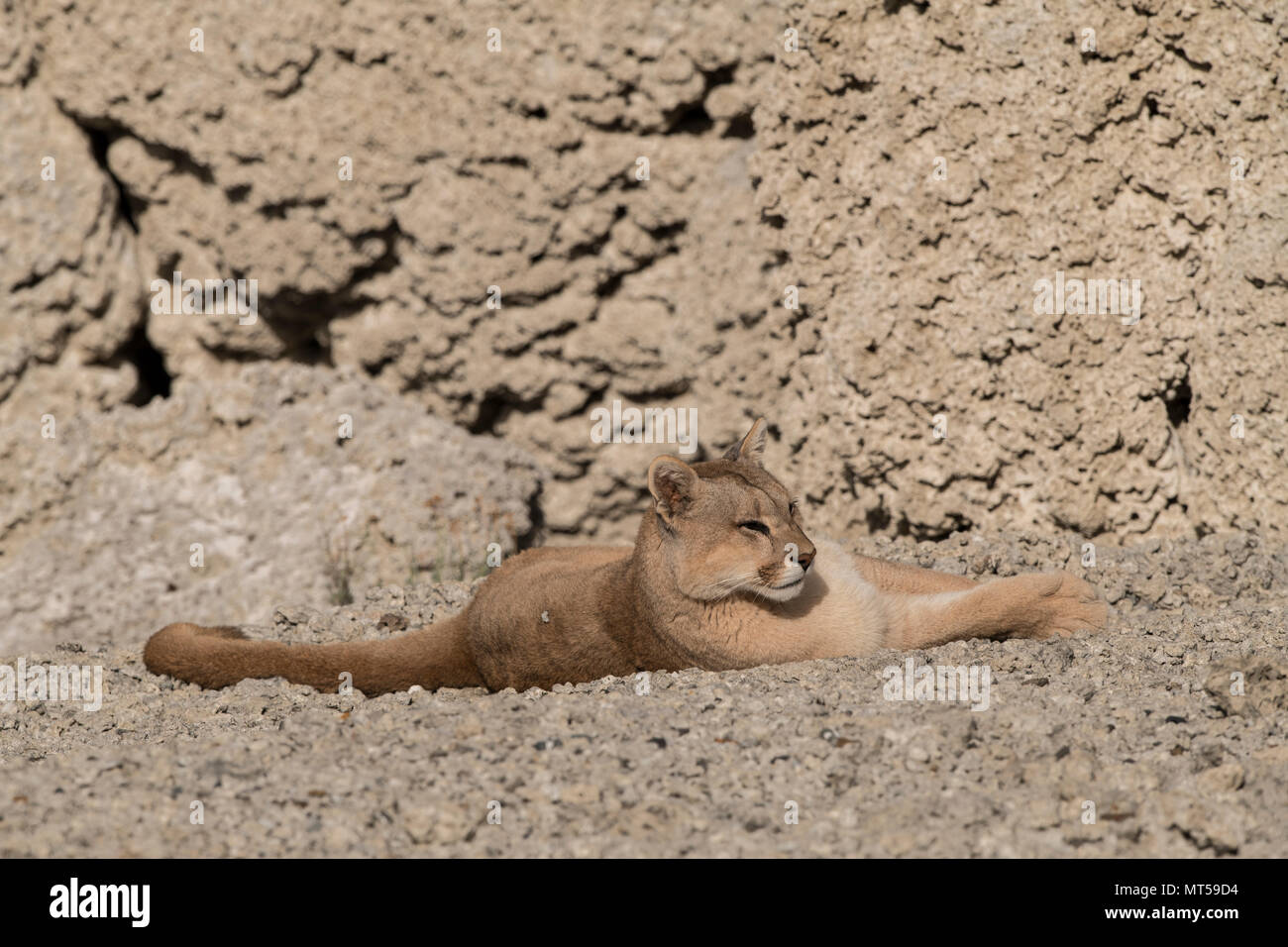 Wild puma in Patagonia Stock Photo - Alamy