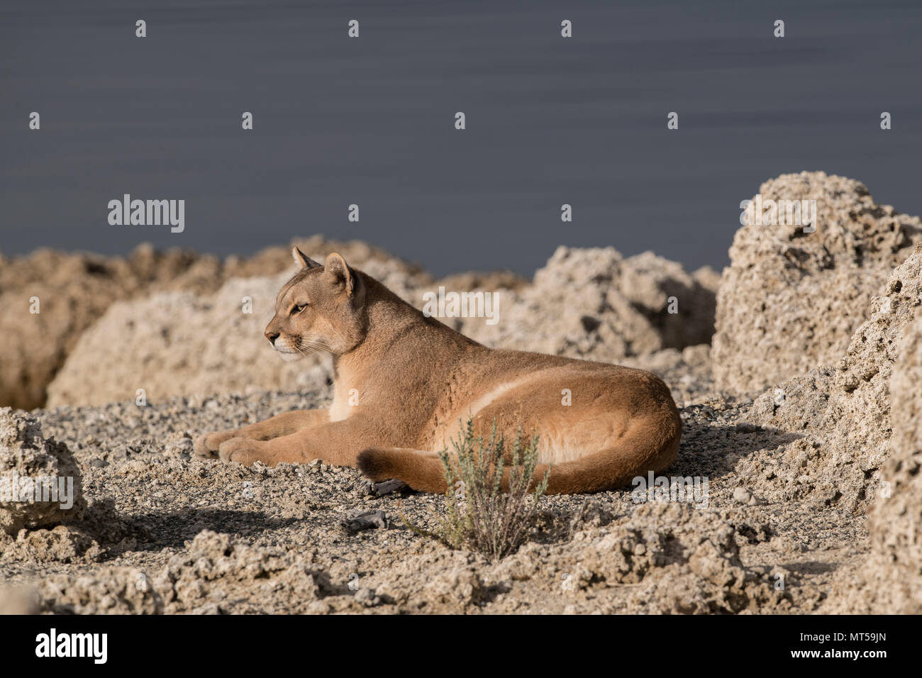 Pumas in the wild hi-res stock photography and images - Alamy