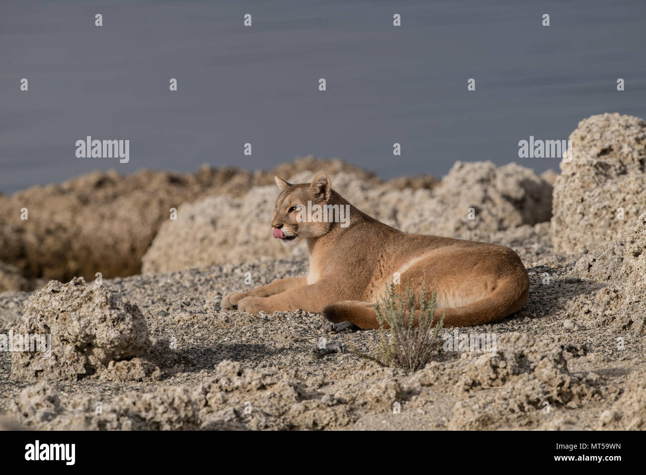 Wild puma in Patagonia Stock Photo - Alamy