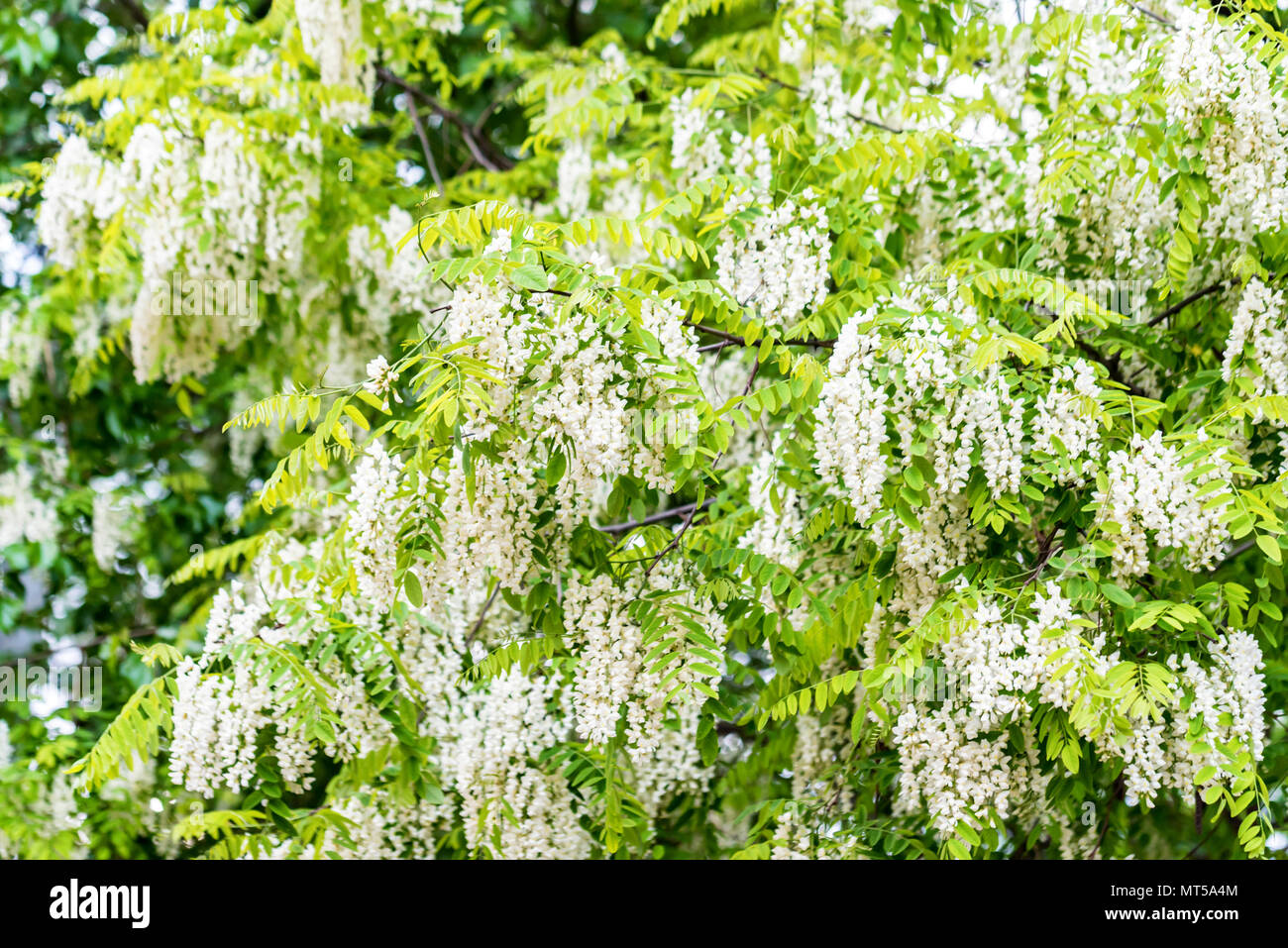 White acacia flowering in a sunny day Stock Photo - Alamy
