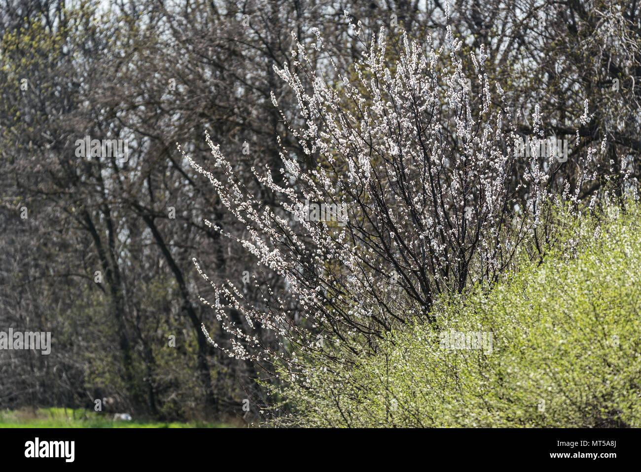 Beautiful apricot tree at flowering time Stock Photo - Alamy