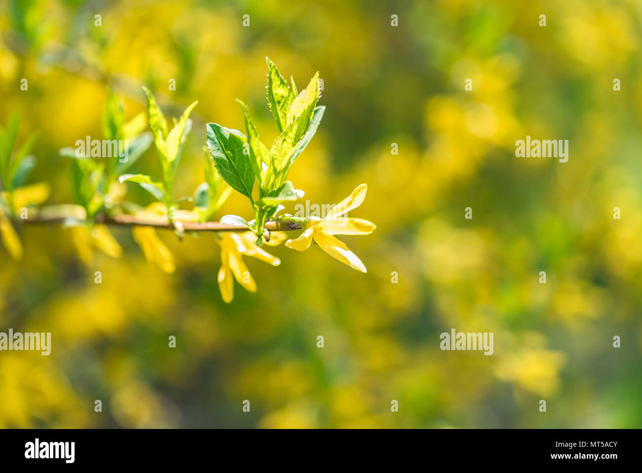Yellow flowers of currant in bloom close Stock Photo - Alamy