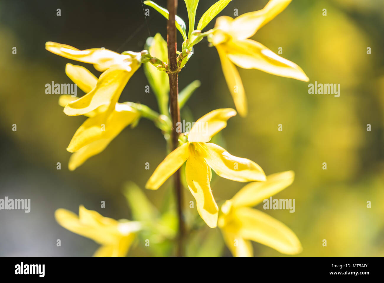 Yellow flowers of currant in bloom close Stock Photo - Alamy