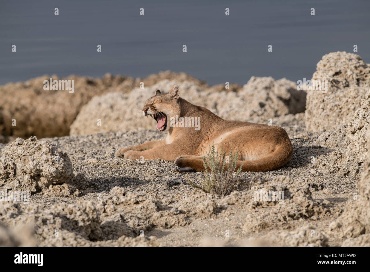 Wild puma in Patagonia Stock Photo - Alamy