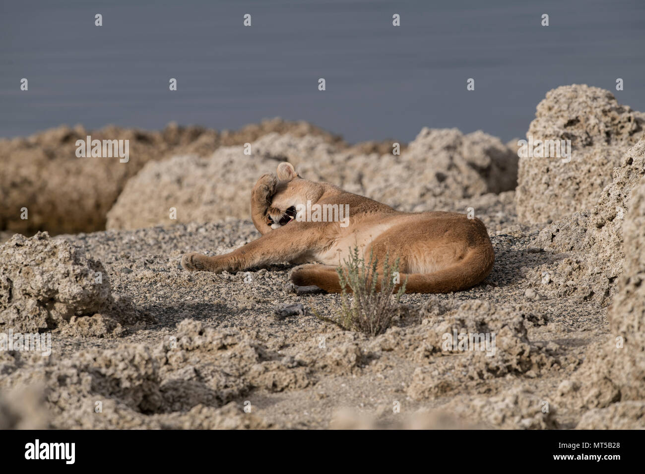 Wild puma in Patagonia Stock Photo - Alamy