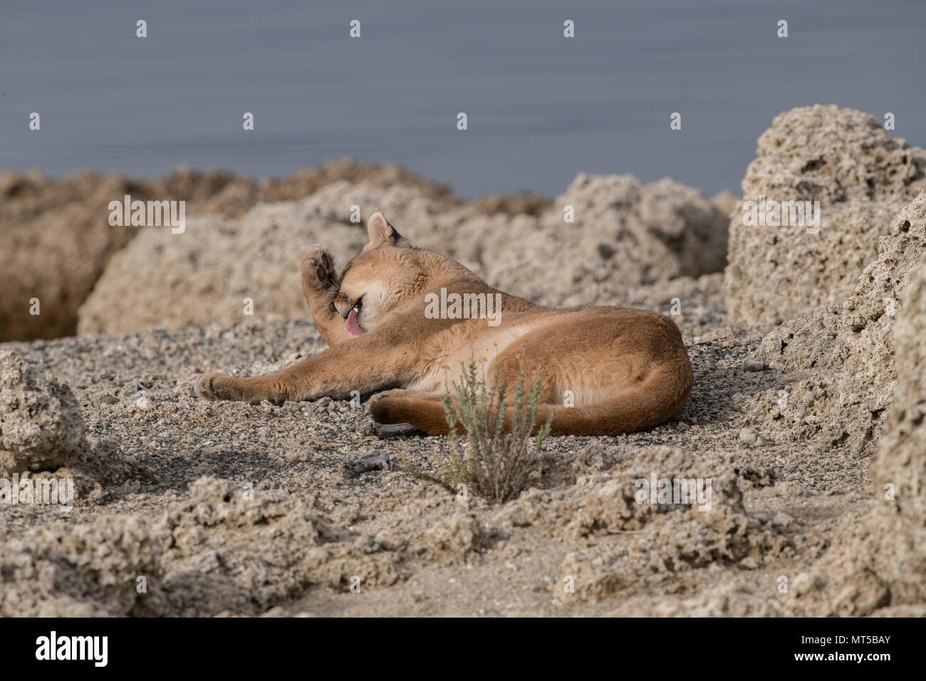 Wild puma in Patagonia Stock Photo - Alamy