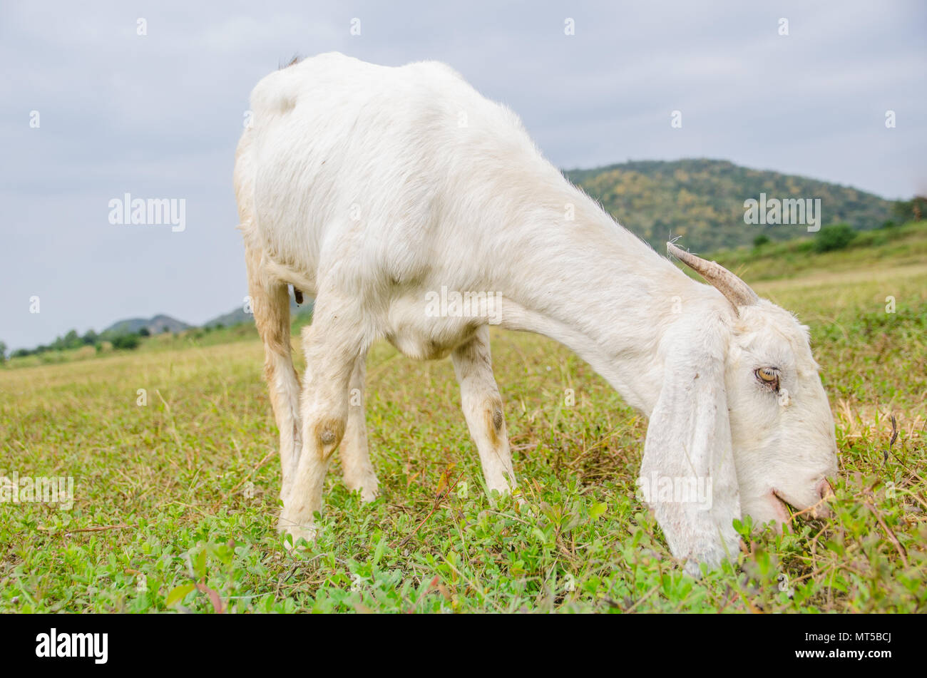 Goat on pasture eating grass hi-res stock photography and images - Alamy