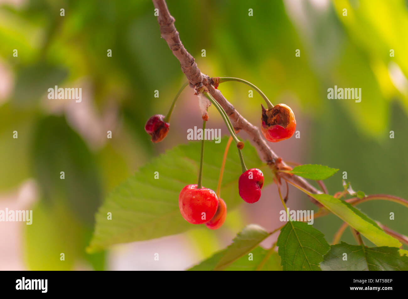 Cherries spoilt by pests, insects, plant disease, eaten by birds ...