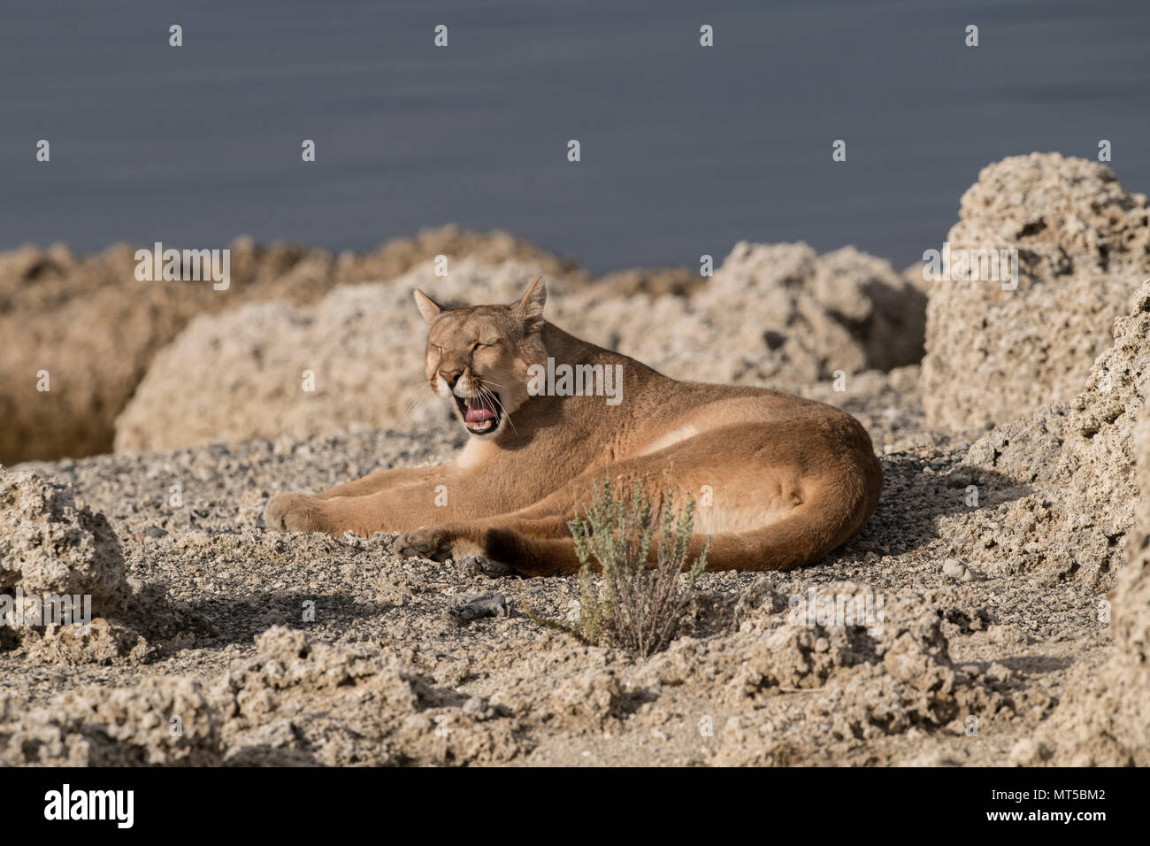 Wild puma in Patagonia Stock Photo - Alamy