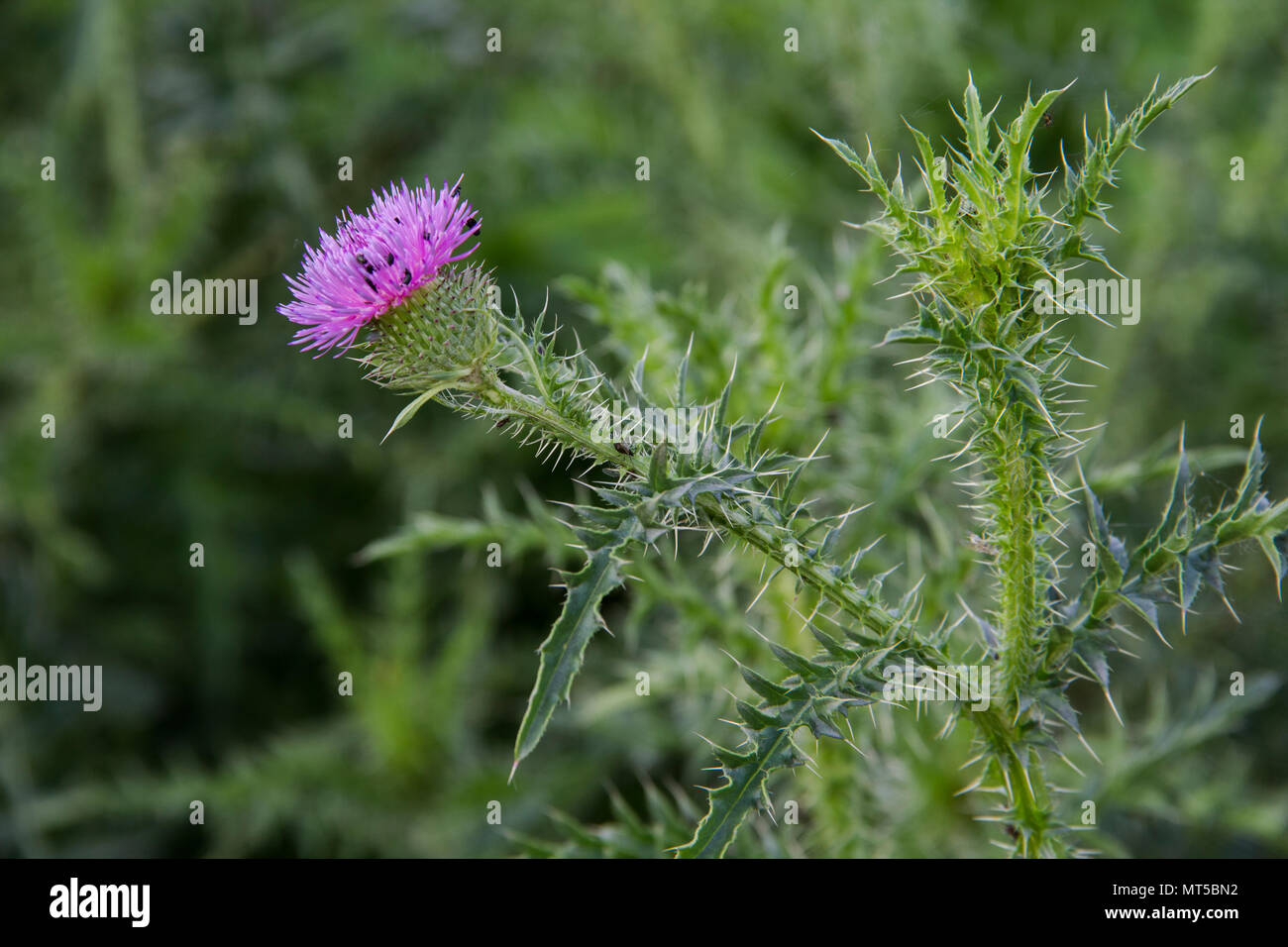 Bur flower hi-res stock photography and images - Alamy
