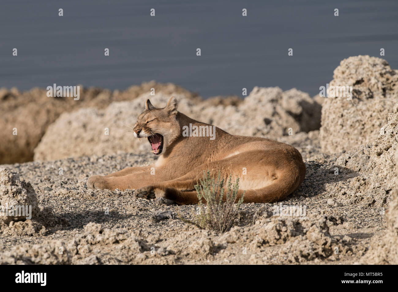 Puma yawning hi-res stock photography and images - Alamy
