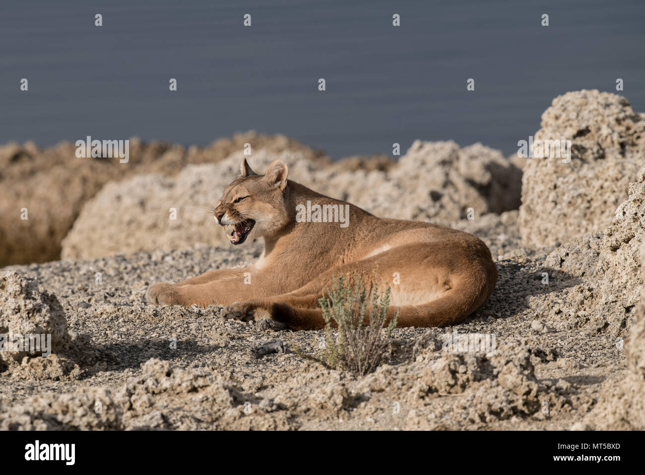 Patagonia park puma hi-res stock photography and images - Alamy