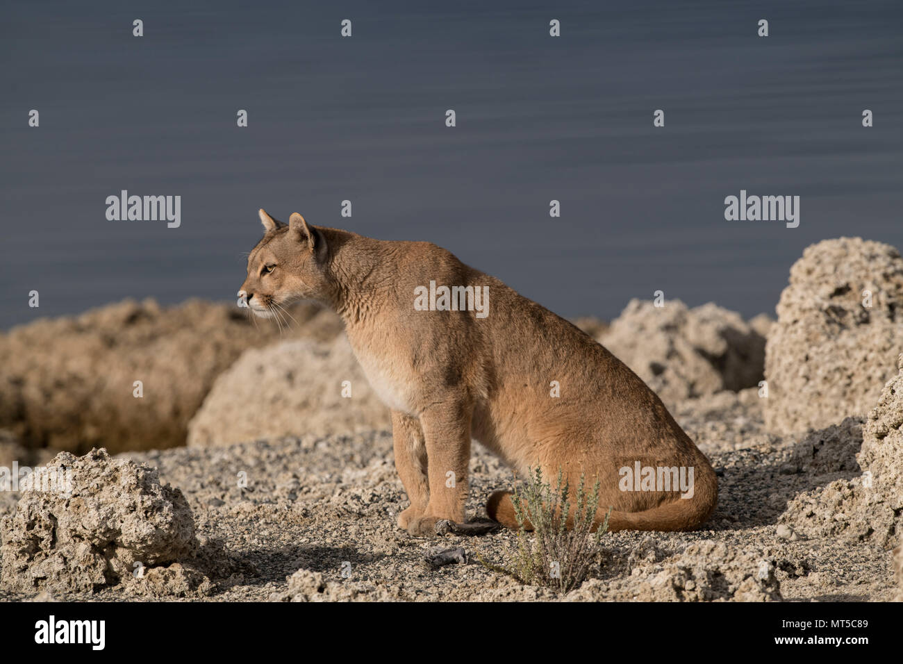 Wild puma in Patagonia Stock Photo - Alamy