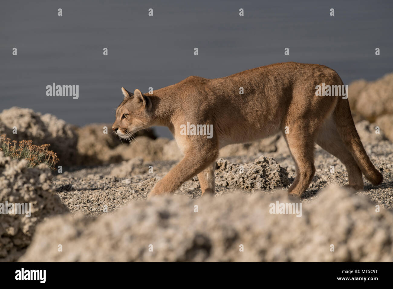 Wild puma in Patagonia Stock Photo - Alamy
