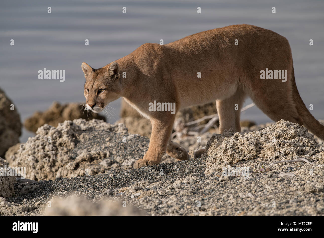 Wild puma in Patagonia Stock Photo - Alamy