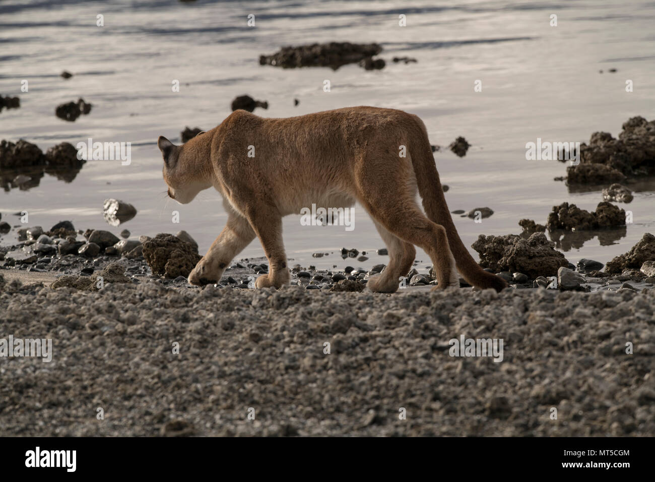 Wild puma in Patagonia Stock Photo - Alamy